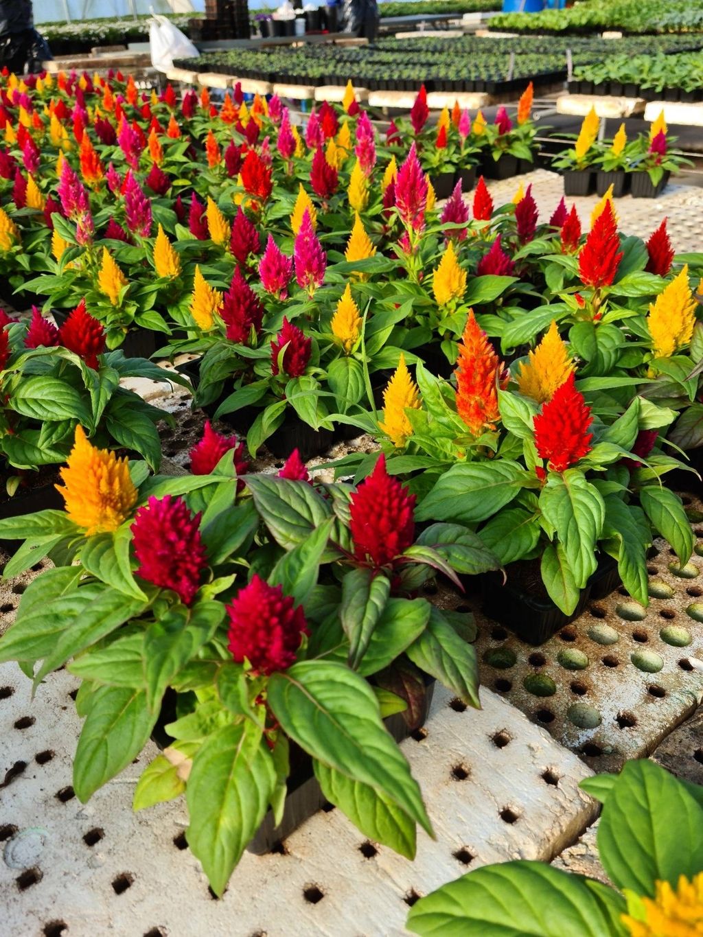 Wholesale Flowers | Supplier of quality seedlings across South Africa